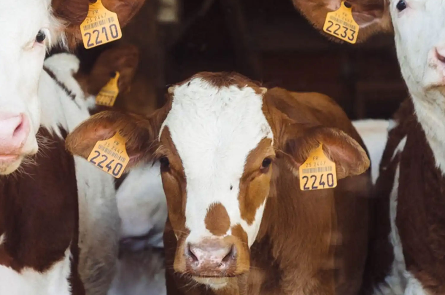 Virkon™S - Pharmaxim