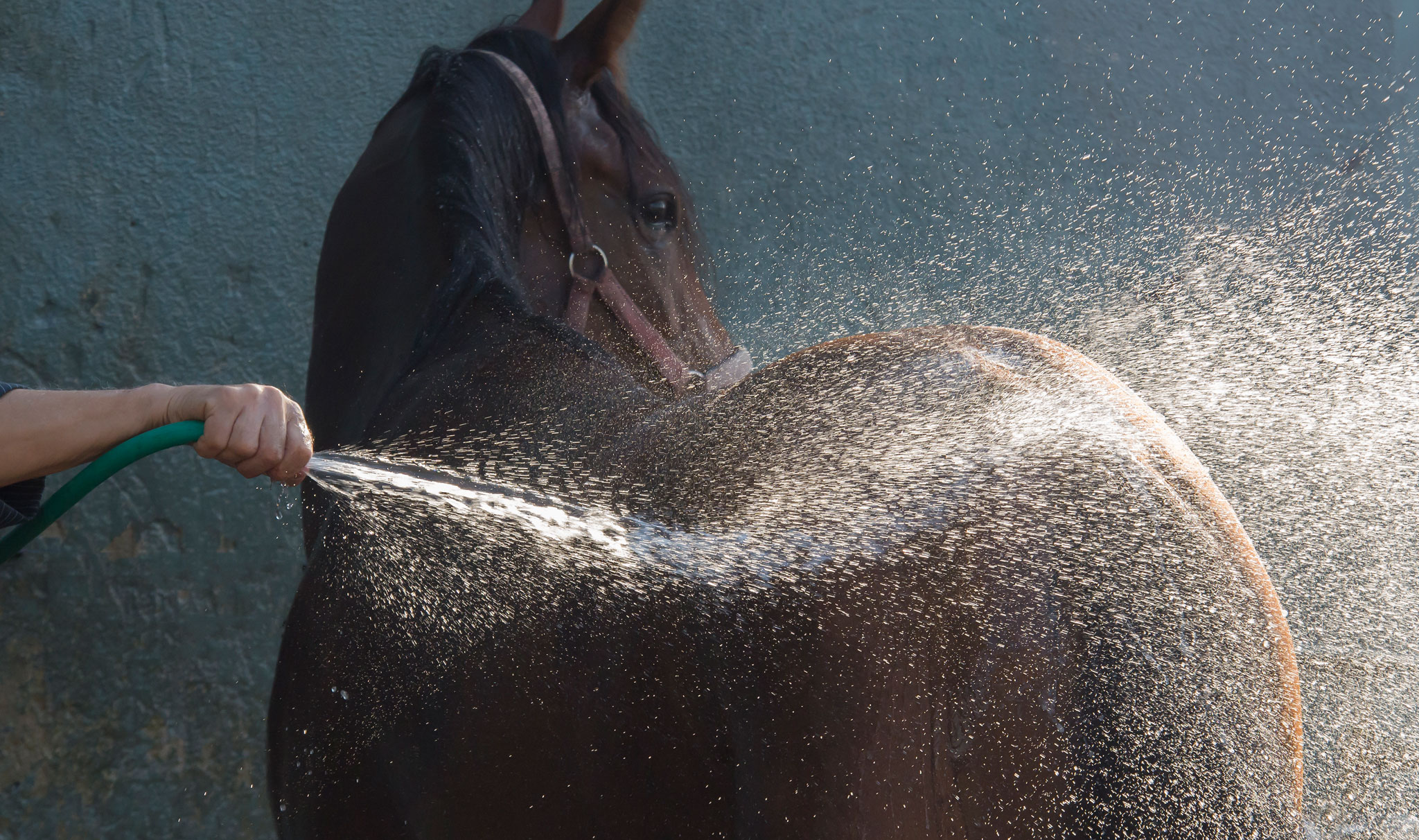 Hexocil™ - Pharmaxim