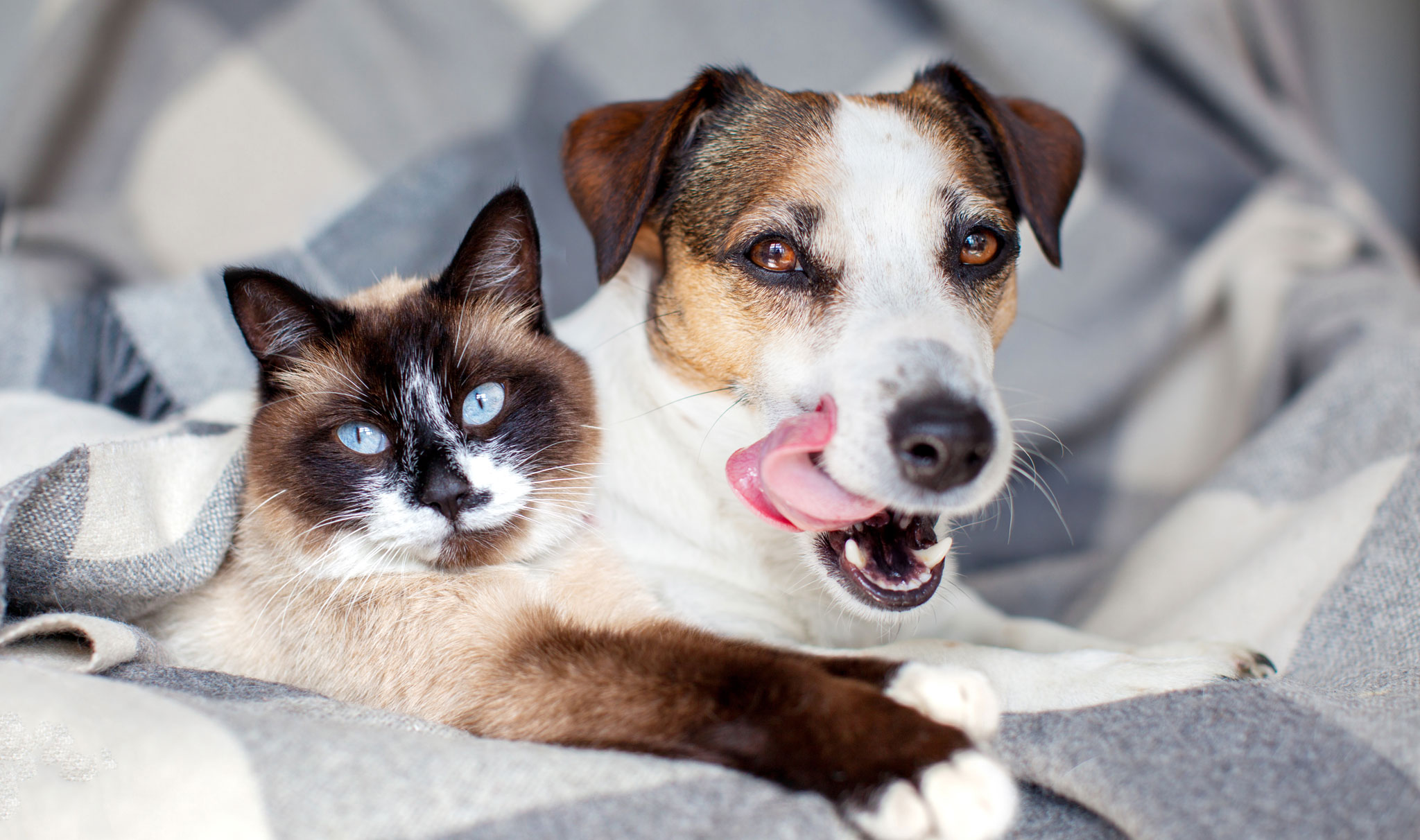 LifeChip - Pharmaxim