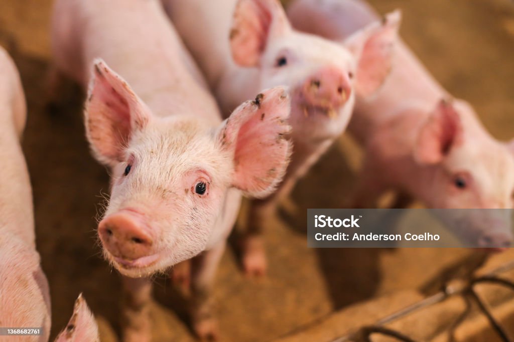 Selevitan® vet - Pharmaxim